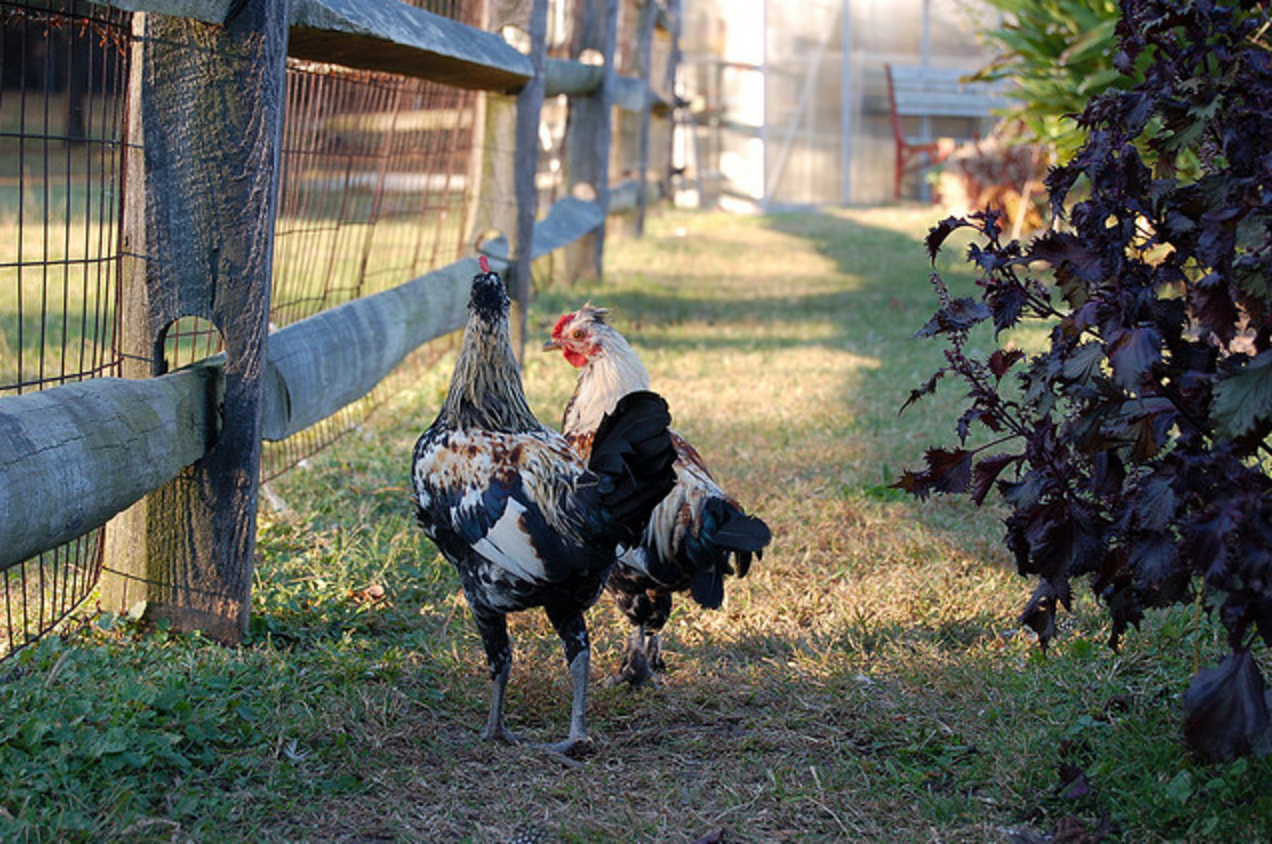 Chickens And Dodos -- Not As Different As You’d Think - The Dodo
