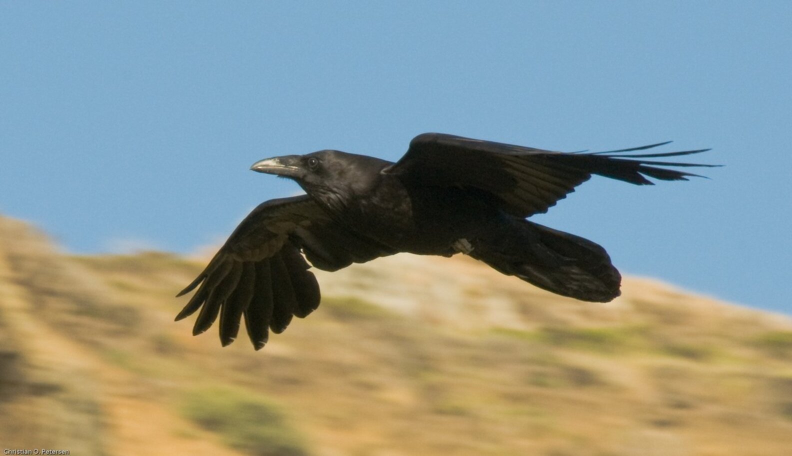 Feather Transplant Helps Injured Raven Fly Again - The Dodo