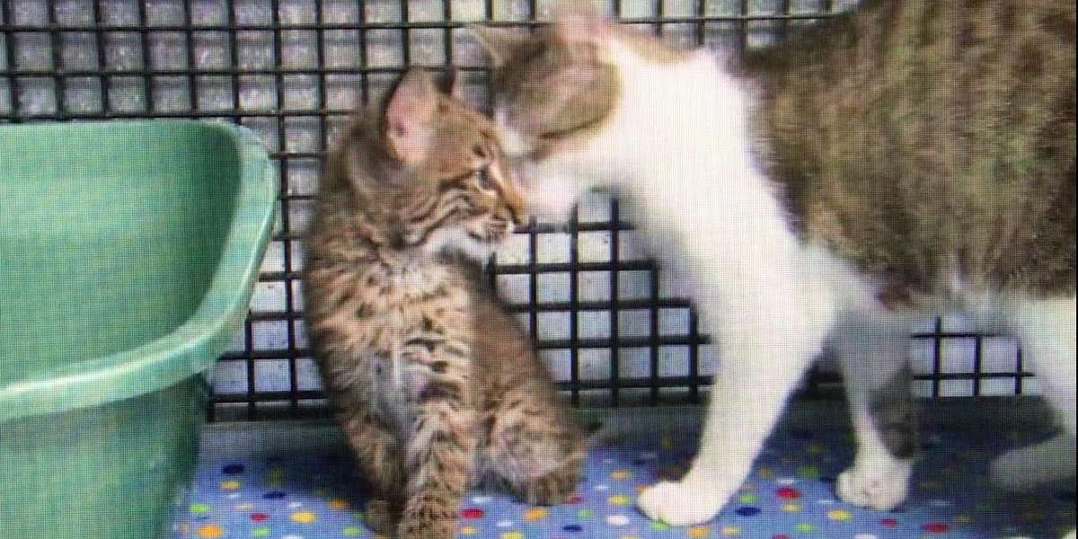 Baby Bobcat Says Goodbye To The House Cat Who Saved His Life - The Dodo