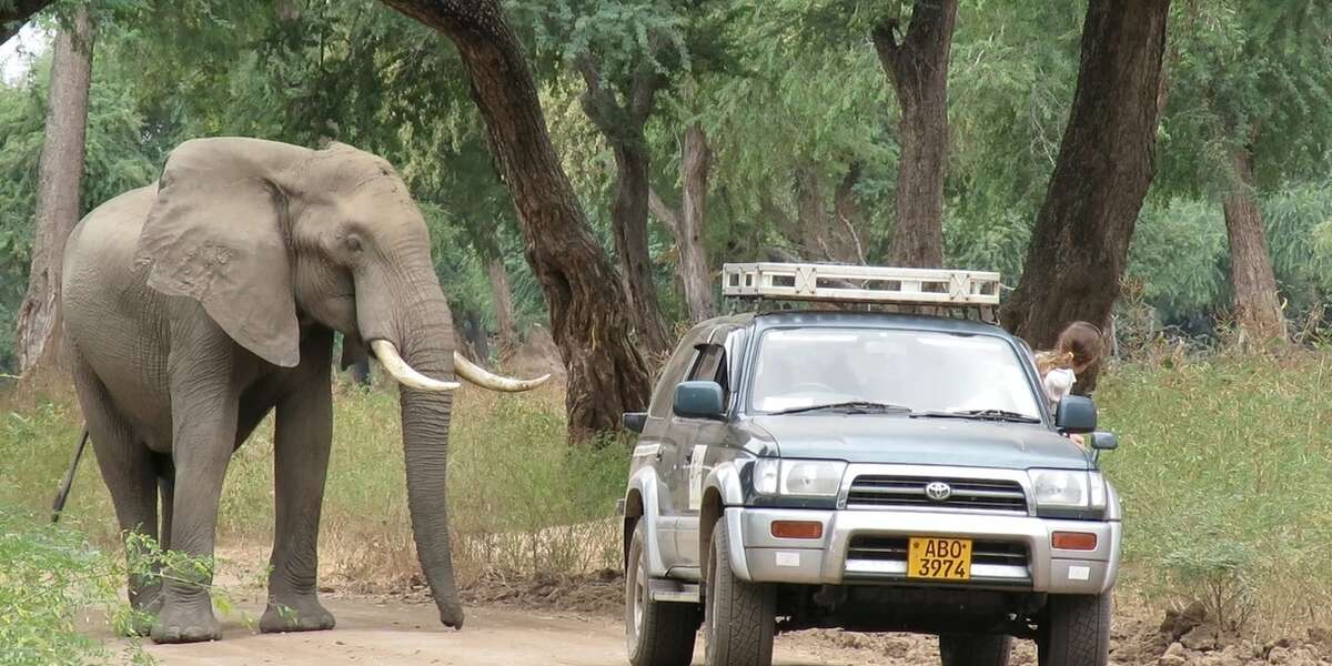 Elephant Shot In Head Asks People For Help - The Dodo