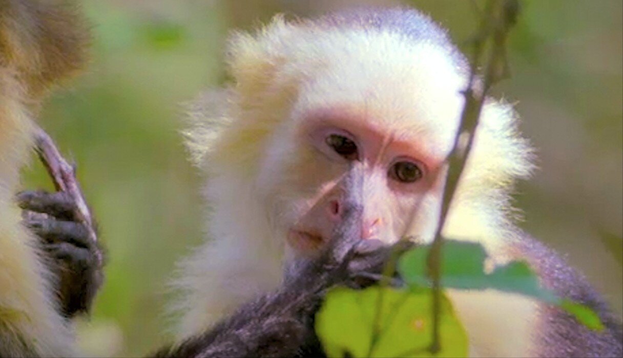 Capuchin Monkeys Poke Each Other In The Eye - The Dodo