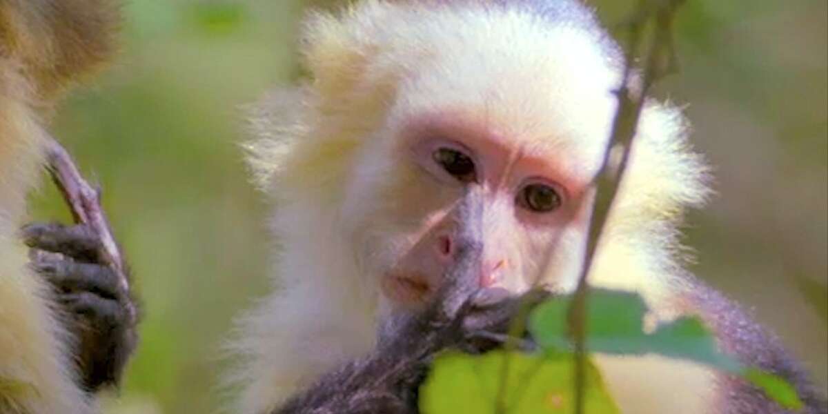 Monkeys Bond In The Most Awkward Way - The Dodo
