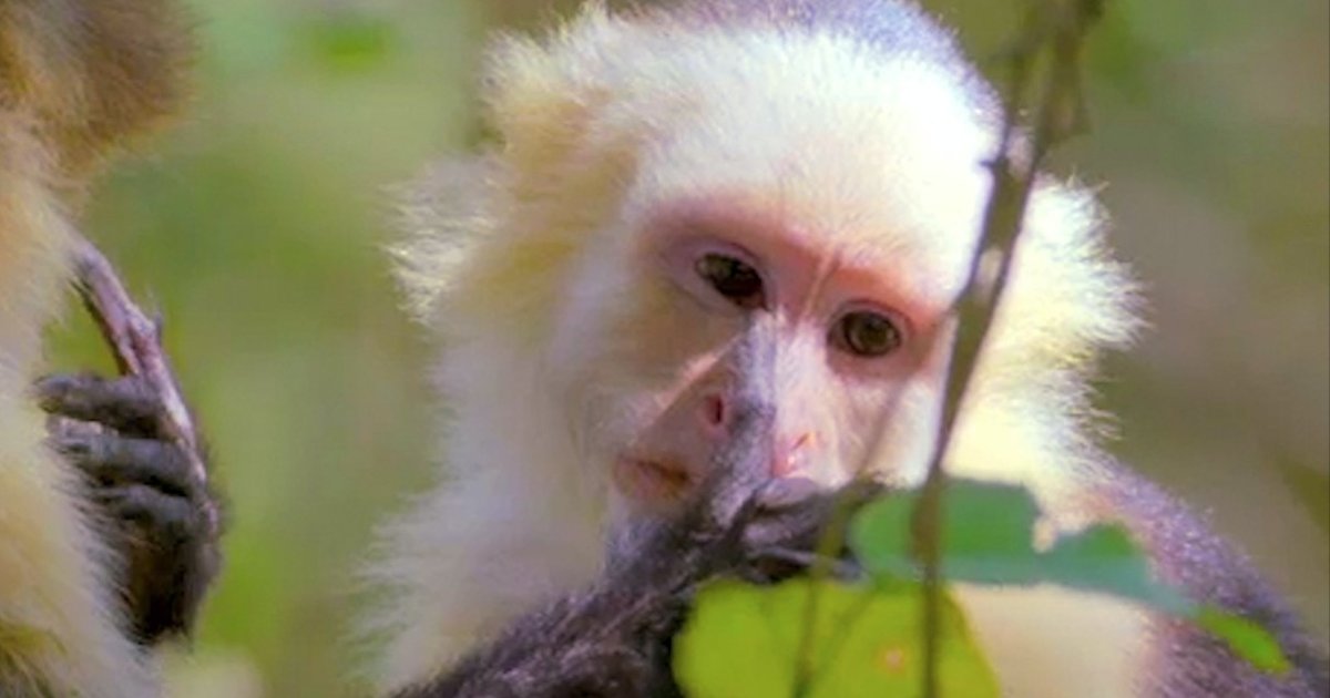 Monkeys Bond In The Most Awkward Way - The Dodo