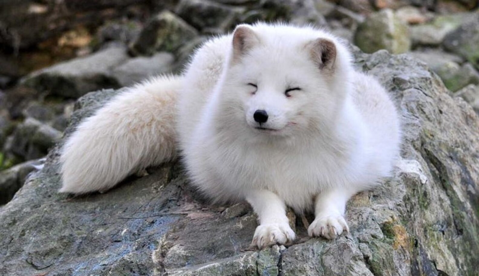 7 Animals Who Know Just What To Wear For Winter - The Dodo