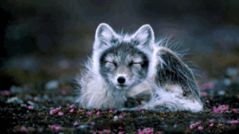 7 Animals Who Know Just What To Wear For Winter - The Dodo