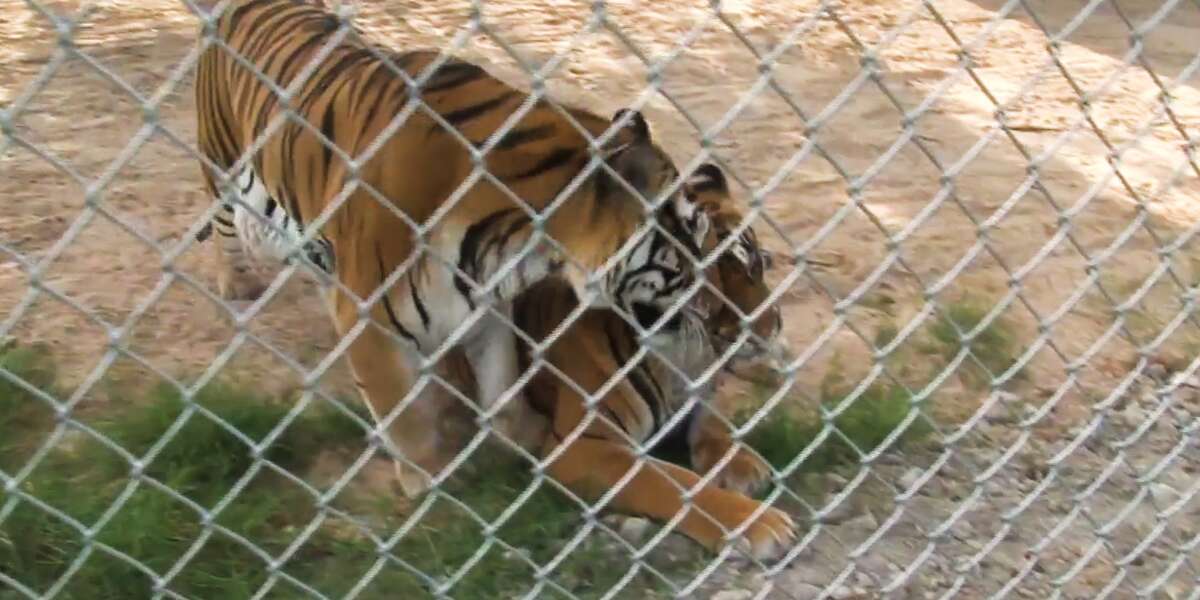 Animals Rescued From Roadside Zoo - The Dodo