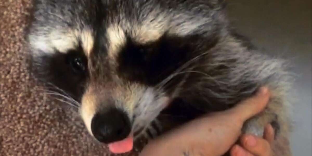 One-Eyed Raccoon Charms Everyone He Meets - The Dodo