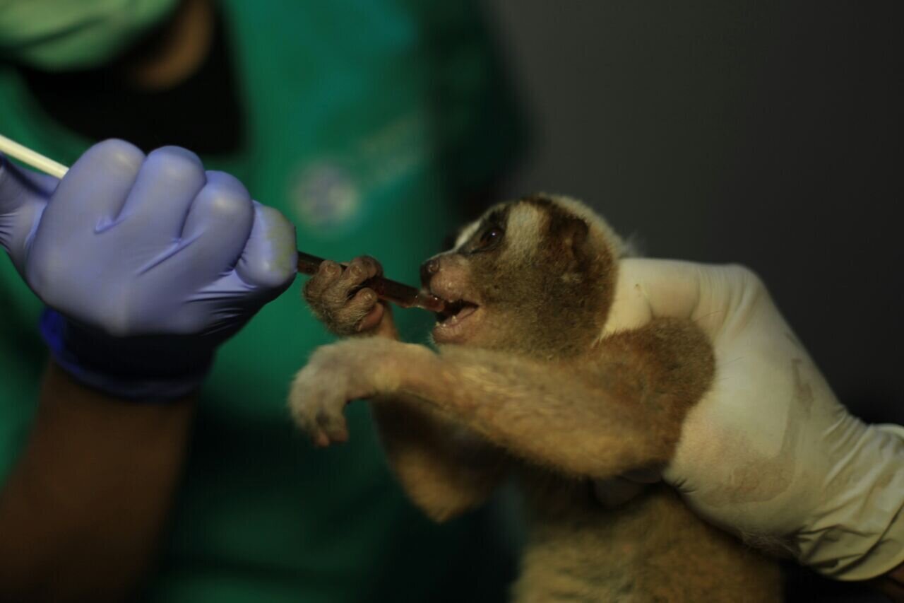 Police Find Terrified Animals Huddling In Boxes In Man's Home - The Dodo