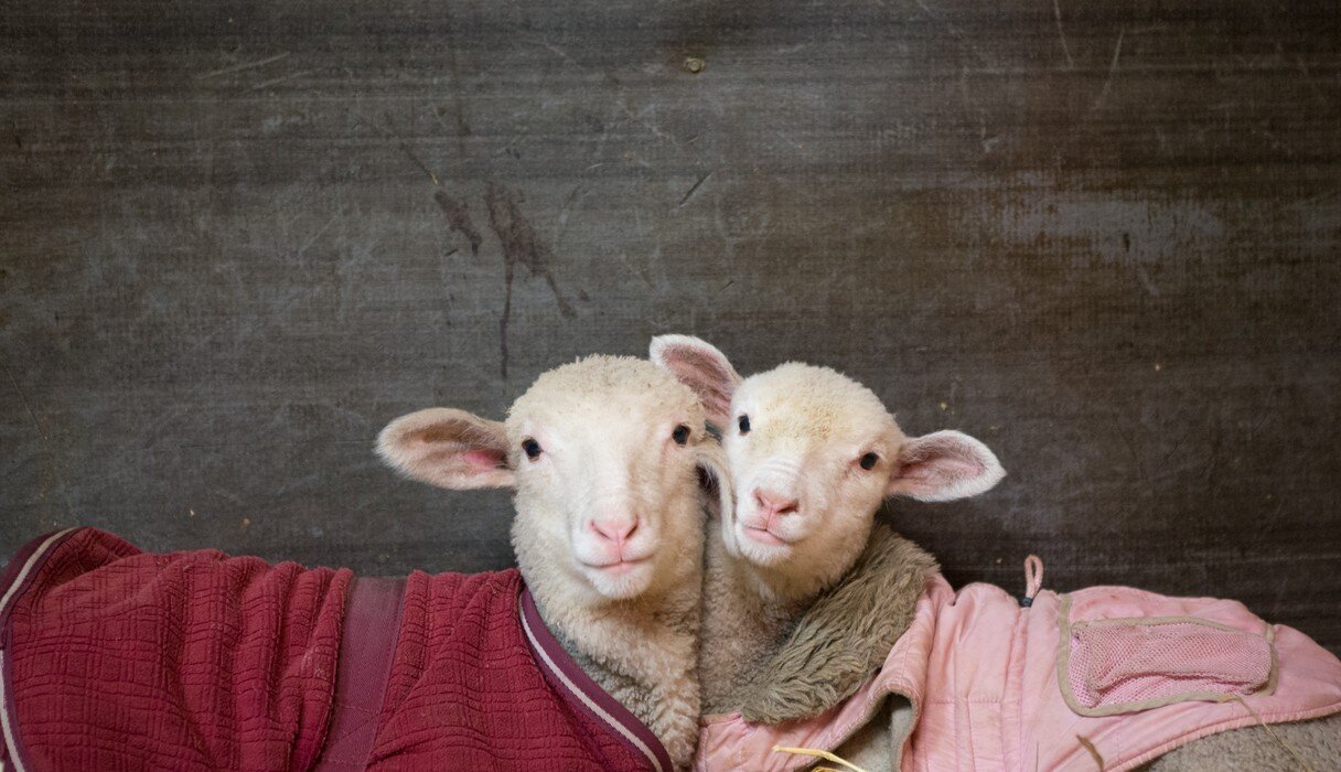 Lamb Found Stuck In Fence Warms Up In Little Jackets - The Dodo