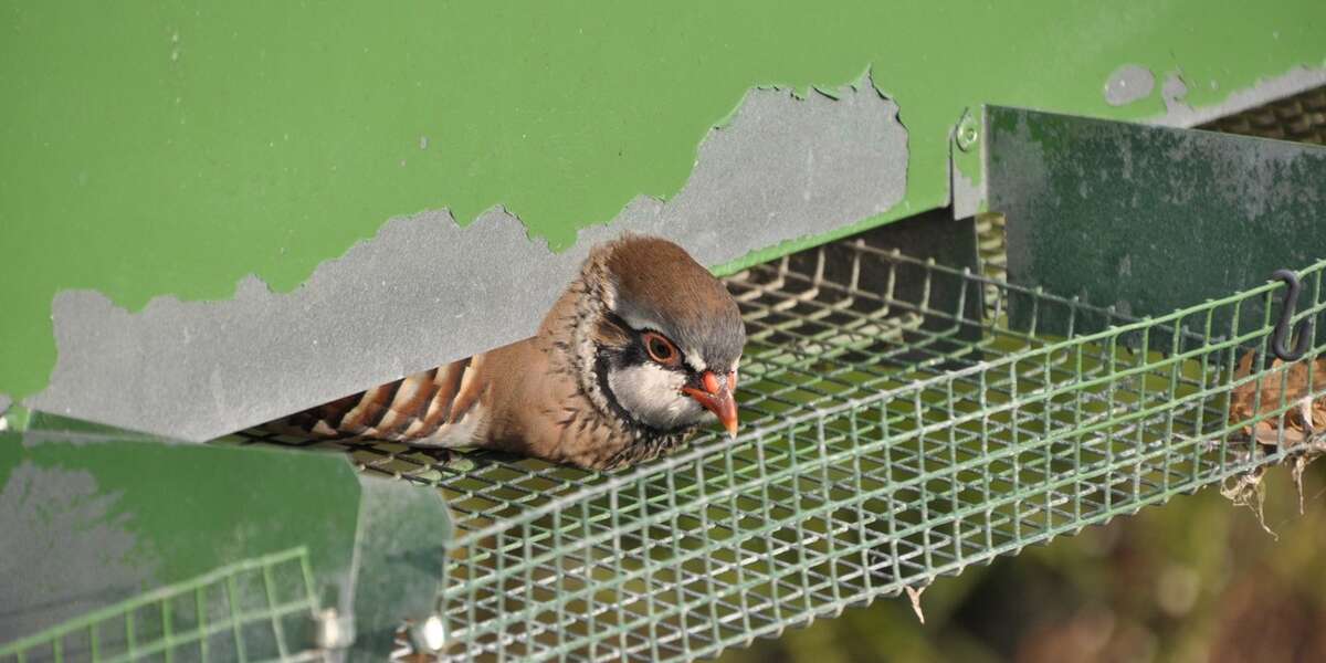 And a Partridge in a Cramped Cage... - The Dodo