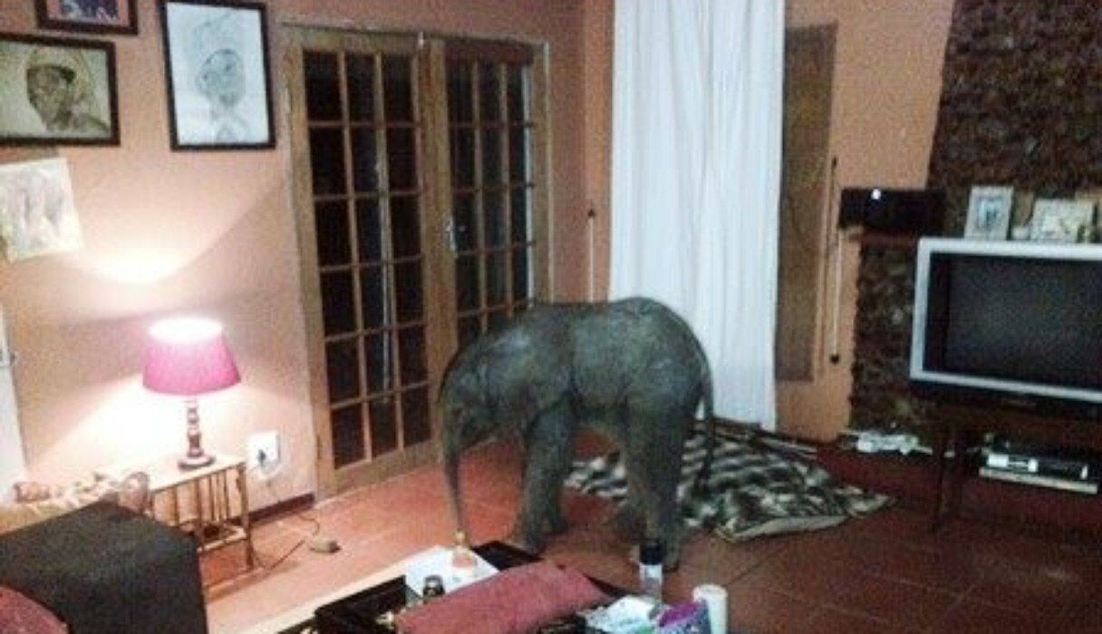 Lost Baby Elephant Returned To Mom After Wandering Into Woman’s Garden ...