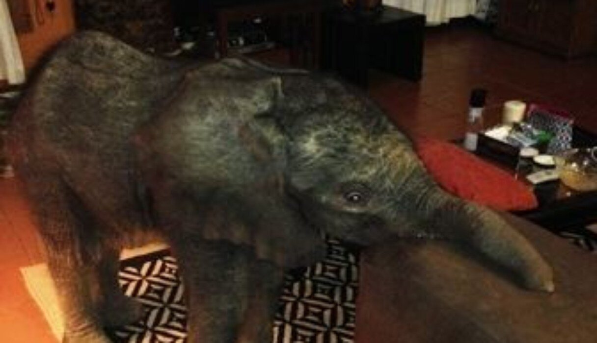 Lost Baby Elephant Returned To Mom After Wandering Into Woman’s Garden ...