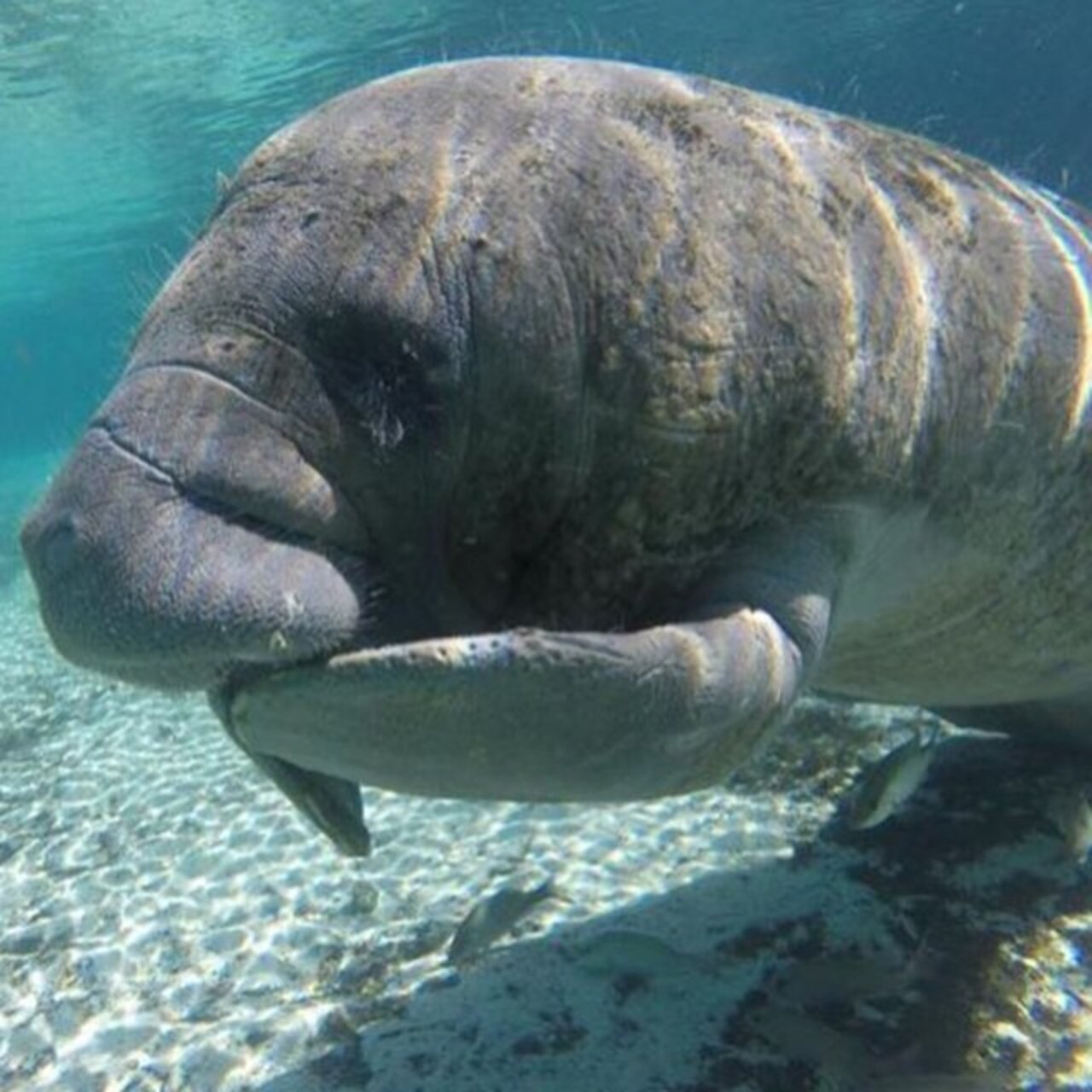 Smile! Tomorrow is Friday! (Photo: Khrystyne Jamerson) #manatees - The Dodo