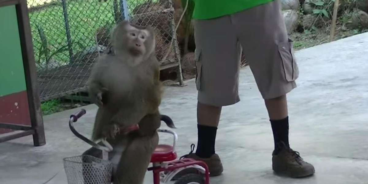 Chained Monkeys Forced To Perform The Same Tricks Over And Over - The Dodo