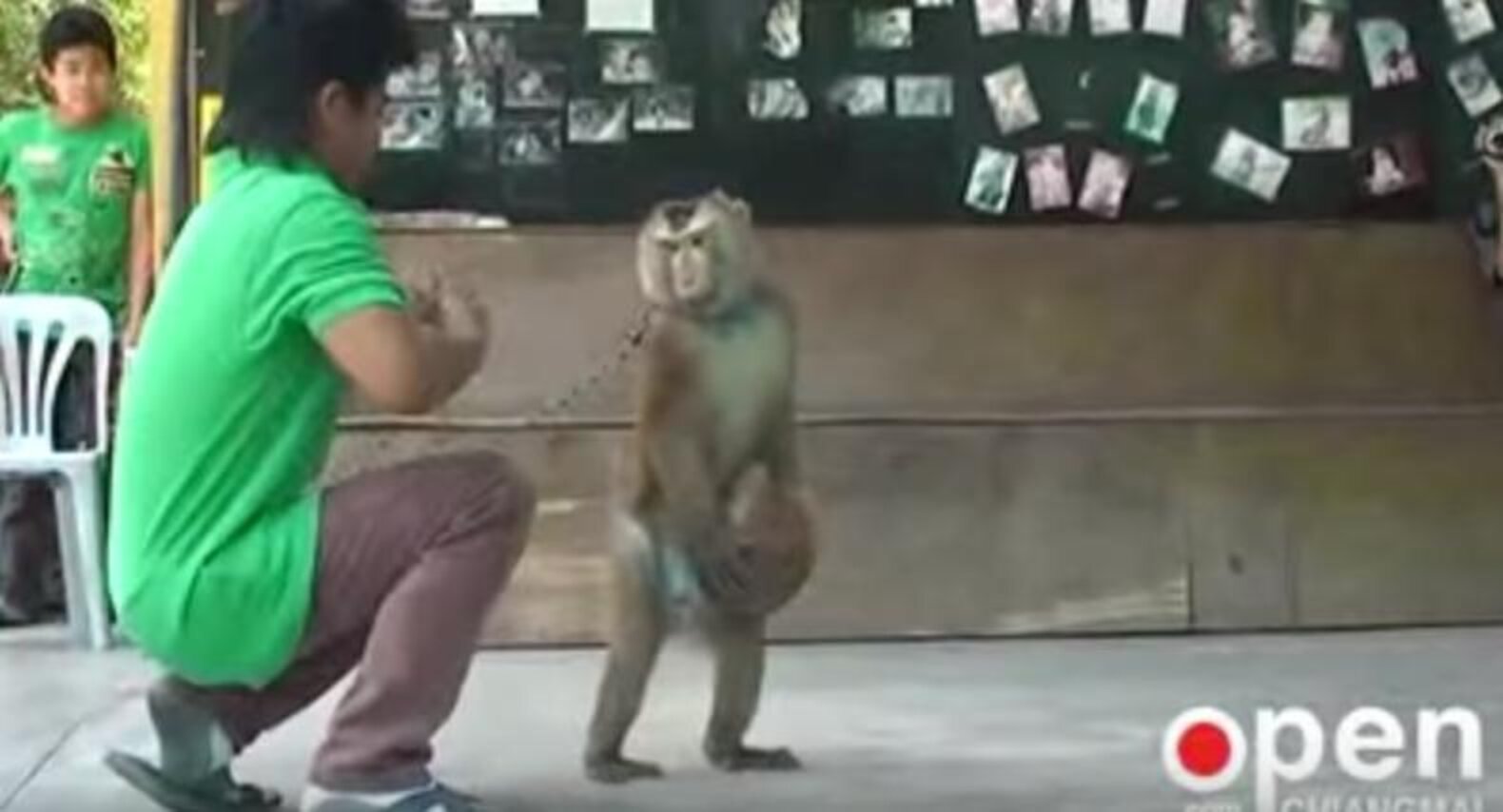 Chained Monkeys Forced To Perform The Same Tricks Over And Over - The Dodo