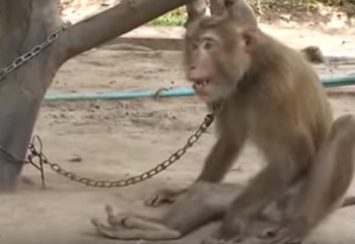 Chained Monkeys Forced To Perform The Same Tricks Over And Over - The Dodo