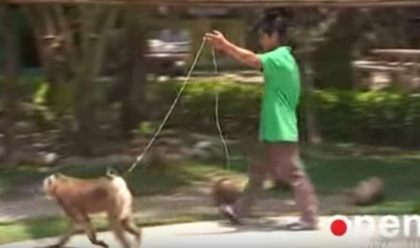 Chained Monkeys Forced To Perform The Same Tricks Over And Over - The Dodo