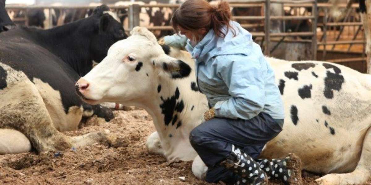 Cow's Ear Postures Tell Us How They're Feeling - The Dodo