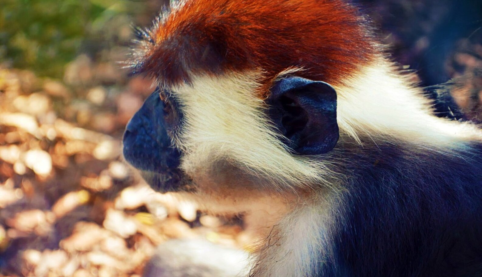 Here's What We Know So Far About Talking To Apes - The Dodo