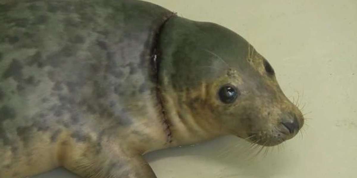 Seal Who Was Strangled By Fishing Net Splashes Happily In His Pool ...