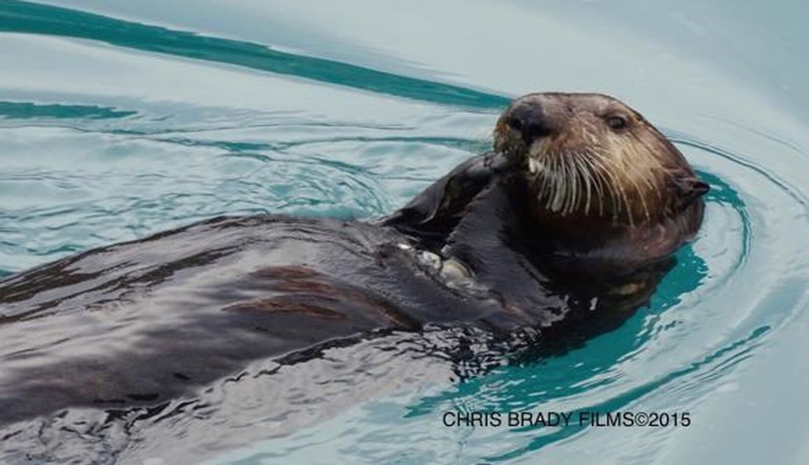 One Adorable Reason To Protect The Ocean: Sea Otters - The Dodo