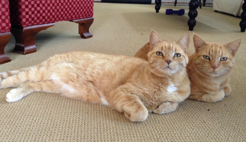 44 Brothers And Sisters Who Prove Some Bonds Can't Be Broken - The Dodo