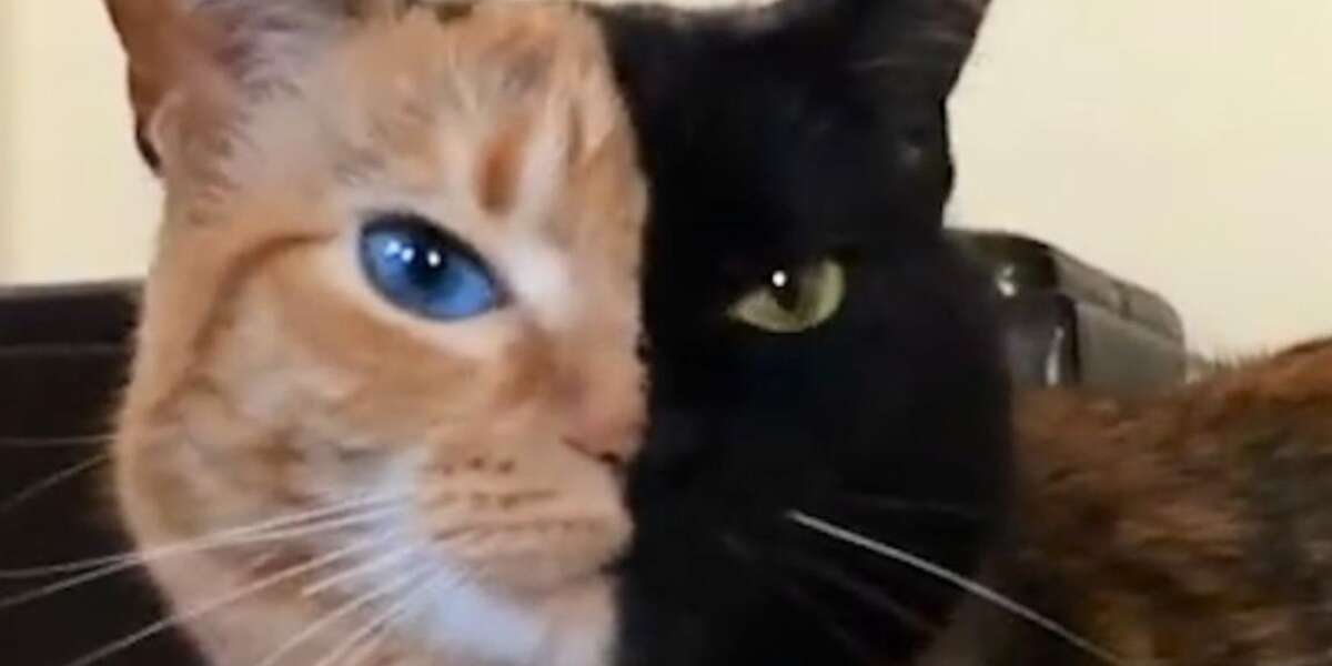 Two face cat - The Dodo