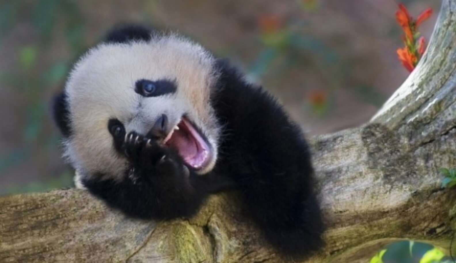 7 Of The Cutest Animal Smiles Ever - The Dodo