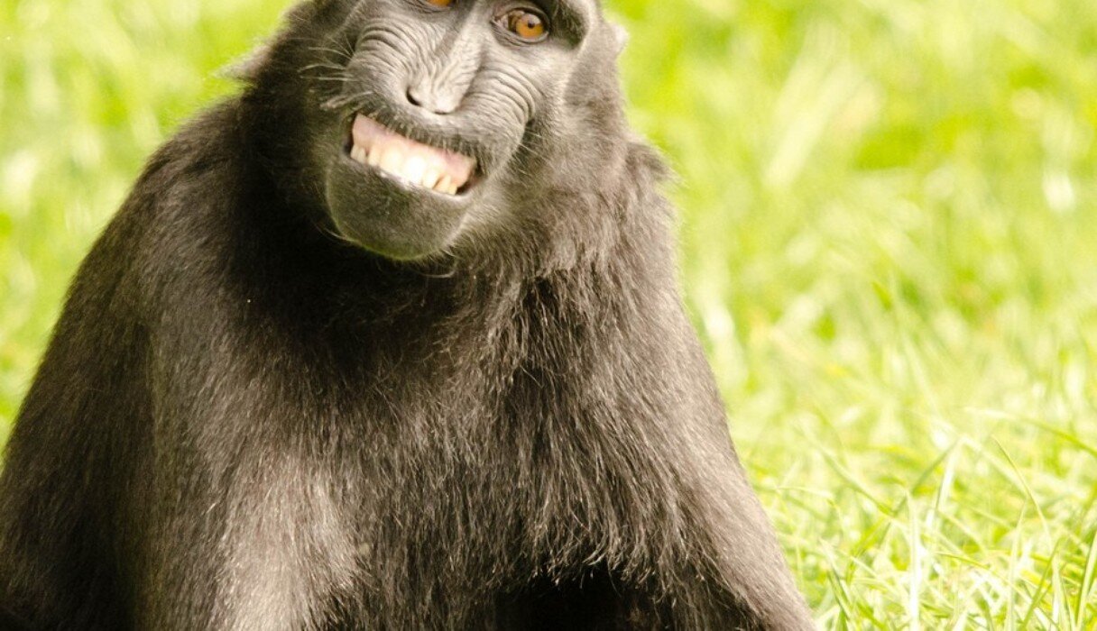 7 Of The Cutest Animal Smiles Ever - The Dodo