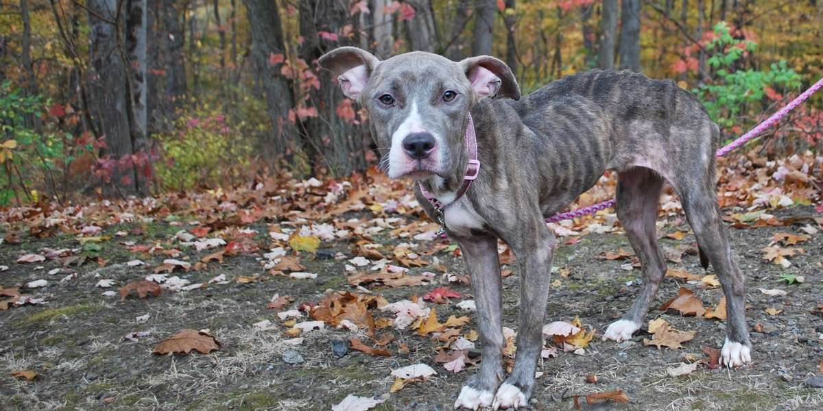 Starving Puppy Was Too Weak To Walk, Had To Be Carried By Rescuers ...