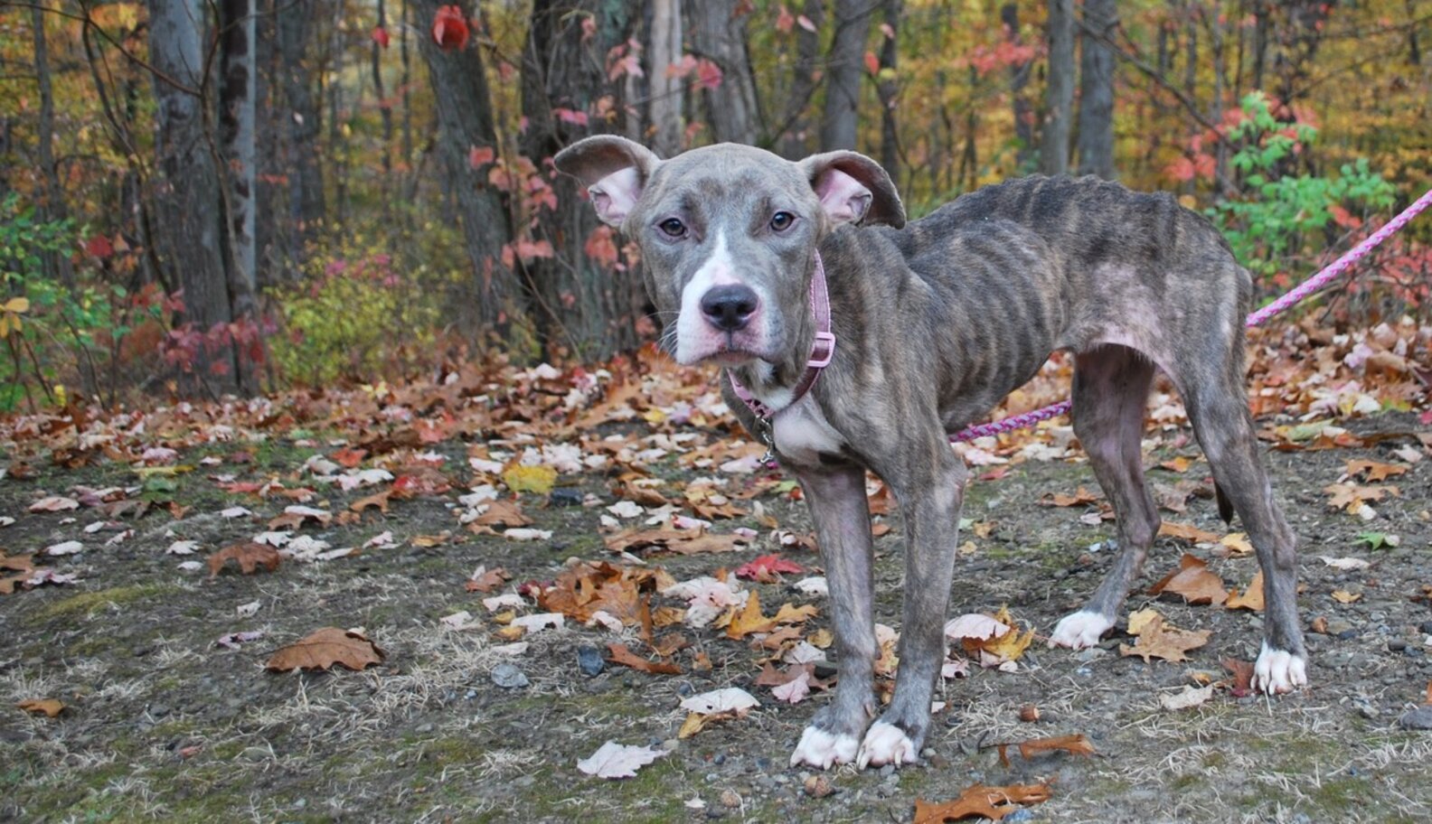 Starving Puppy Was Too Weak To Walk, Had To Be Carried By Rescuers ...
