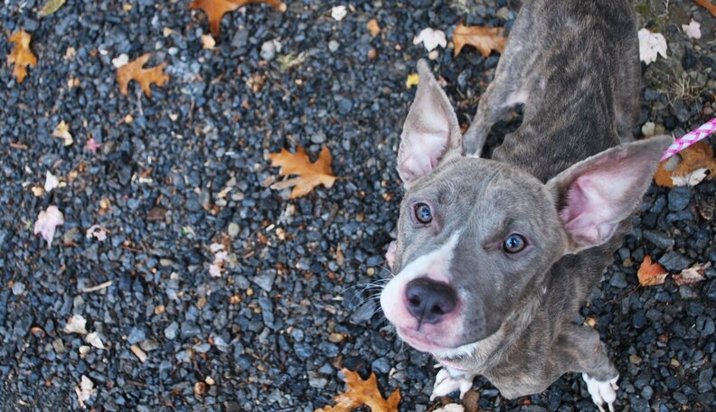 Starving Puppy Was Too Weak To Walk, Had To Be Carried By Rescuers ...