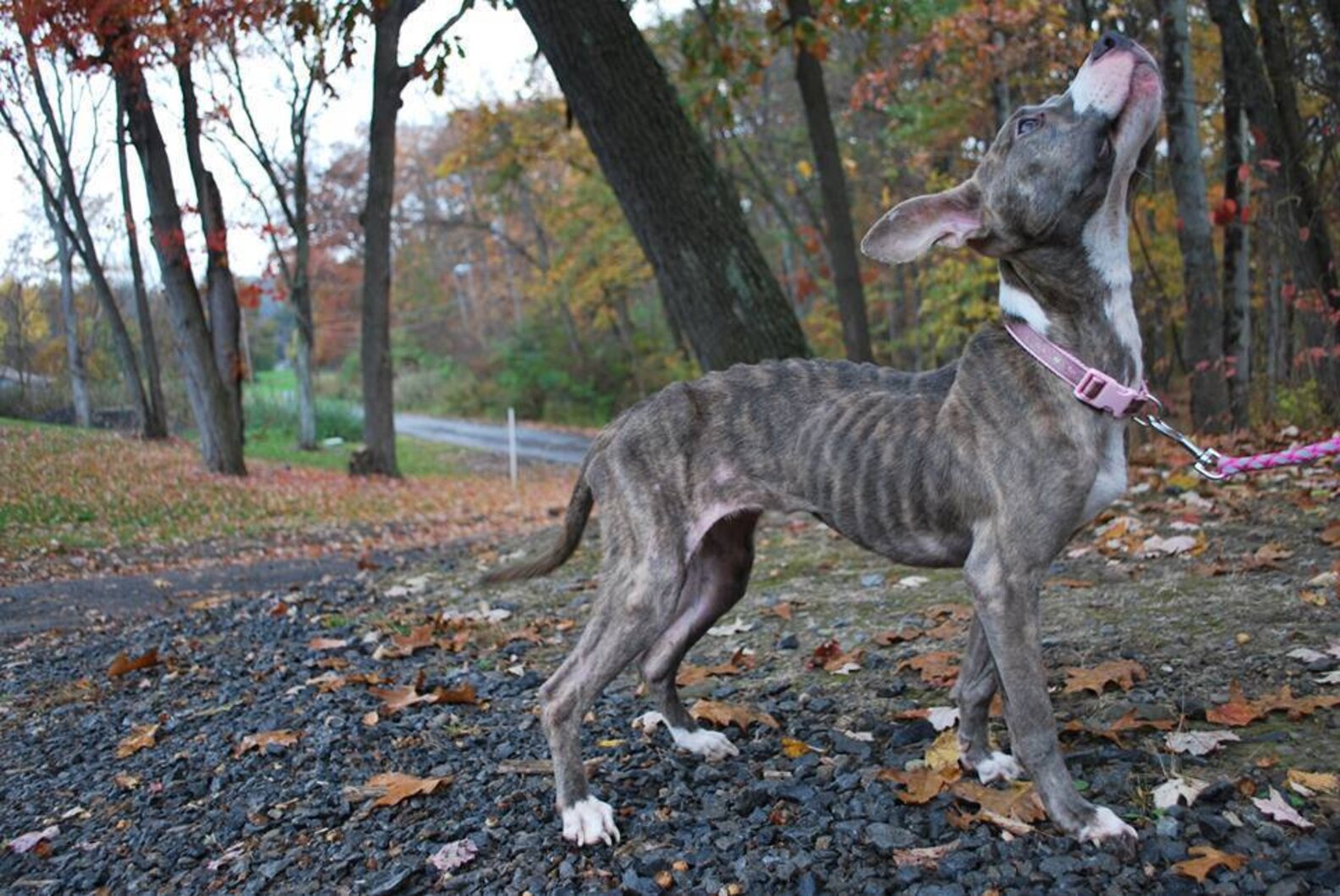 Starving Puppy Was Too Weak To Walk, Had To Be Carried By Rescuers ...
