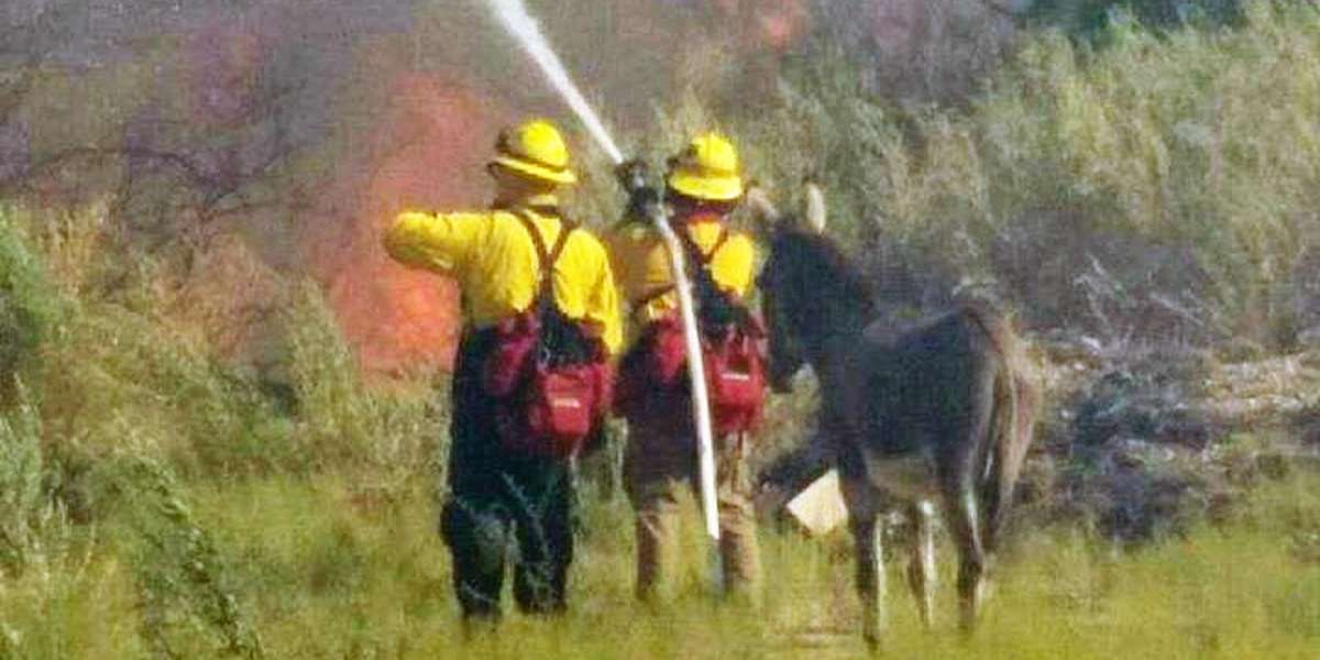 Donkey Escapes From Burning Forest, Refuses To Leave Firefighters' Side ...
