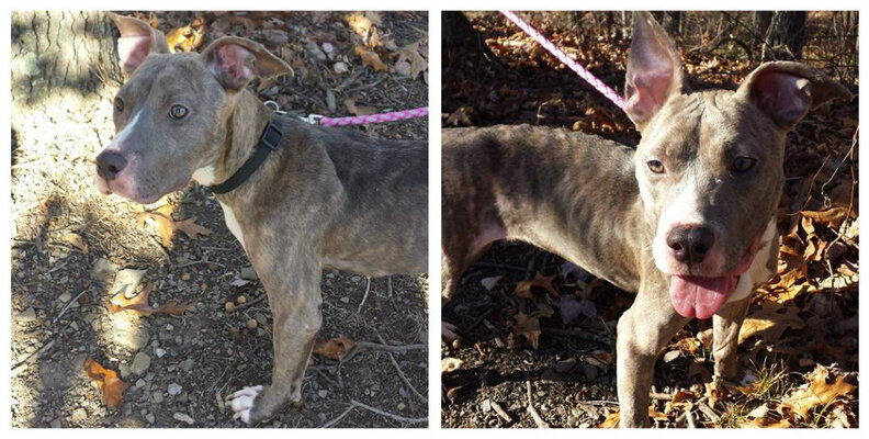 Starving Puppy Was Too Weak To Walk, Had To Be Carried By Rescuers ...