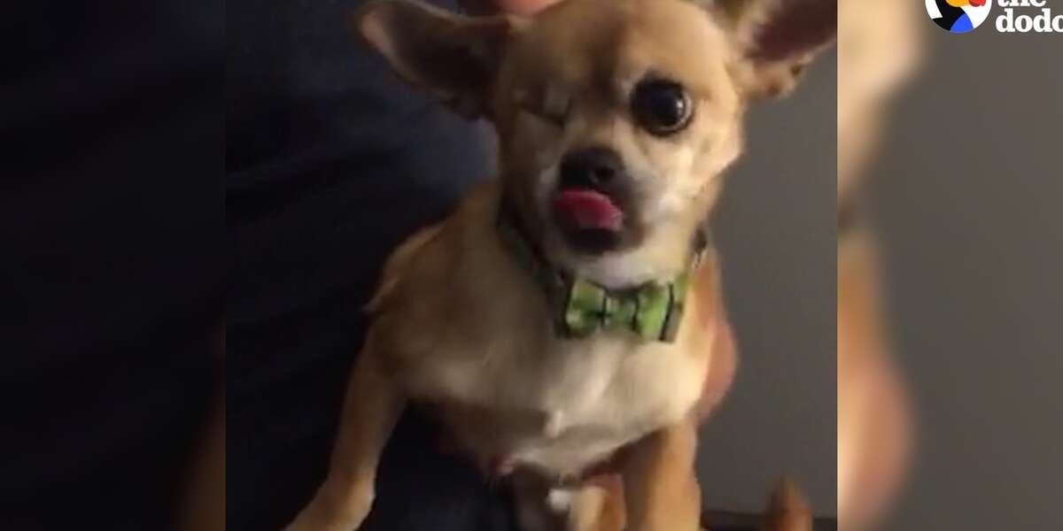 Abandoned Dog Who Lost An Eye Finds The Perfect New Home - The Dodo