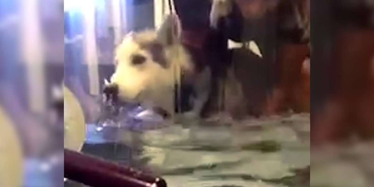 Paralyzed Dog Is Learning To Walk Through Water Therapy - The Dodo