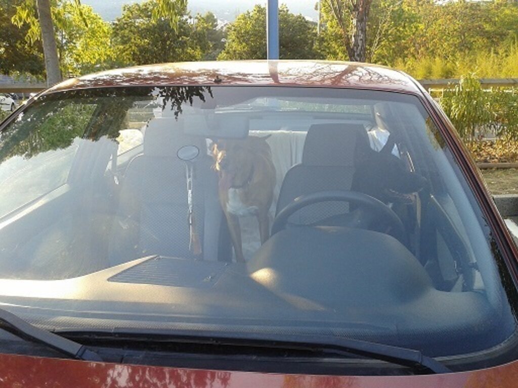 Teacher Chose To Be Homeless Rather Than Give Up Dogs - The Dodo