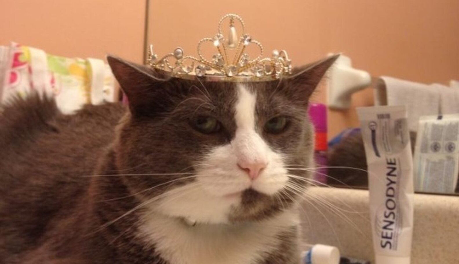 11 Regal Pets Who Are Pretty Certain They're Really Royalty - The Dodo