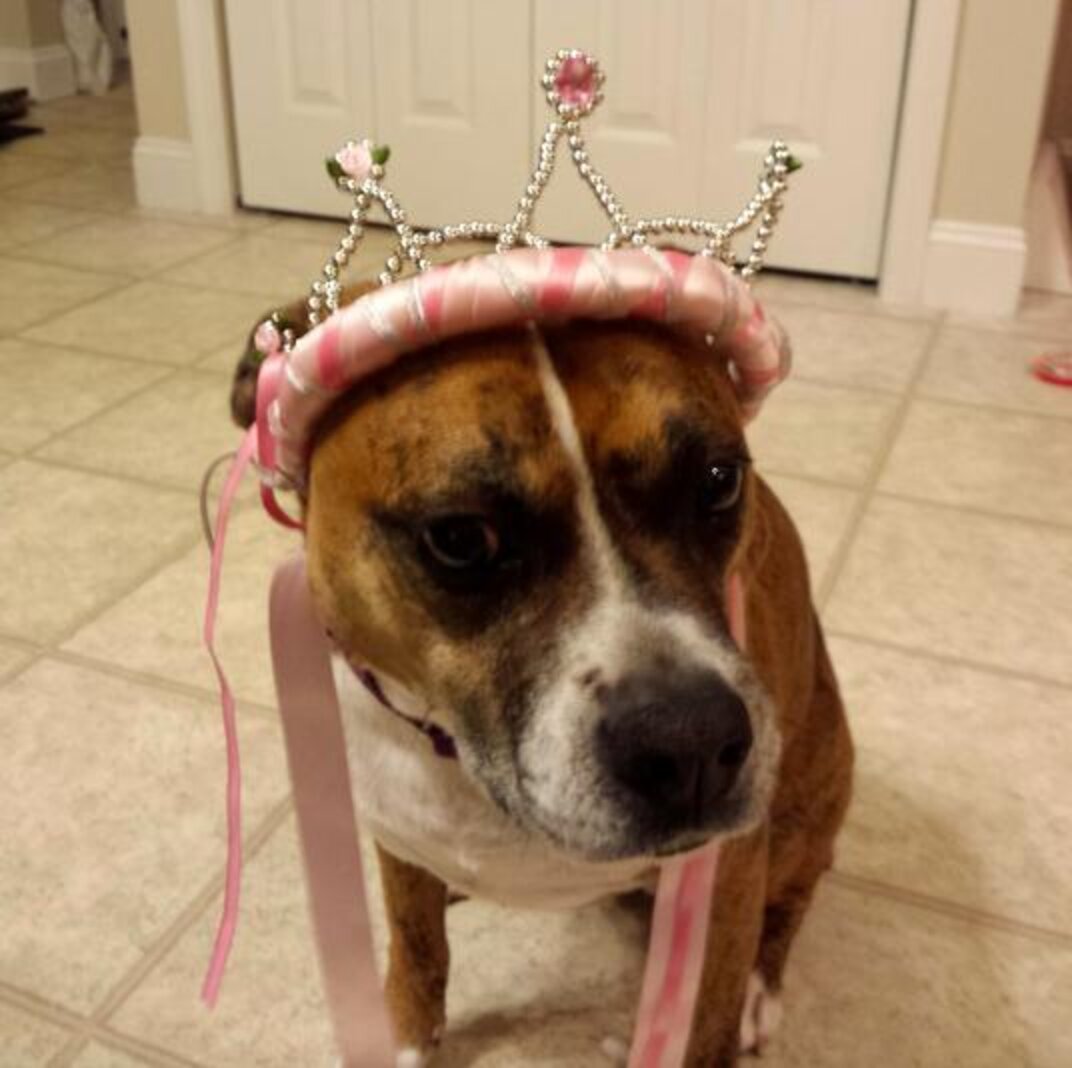 11 Regal Pets Who Are Pretty Certain They're Really Royalty - The Dodo
