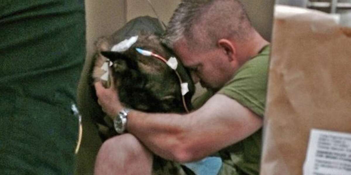 Cop Adopts Police Dog Who Was Shot In The Line Of Duty - The Dodo