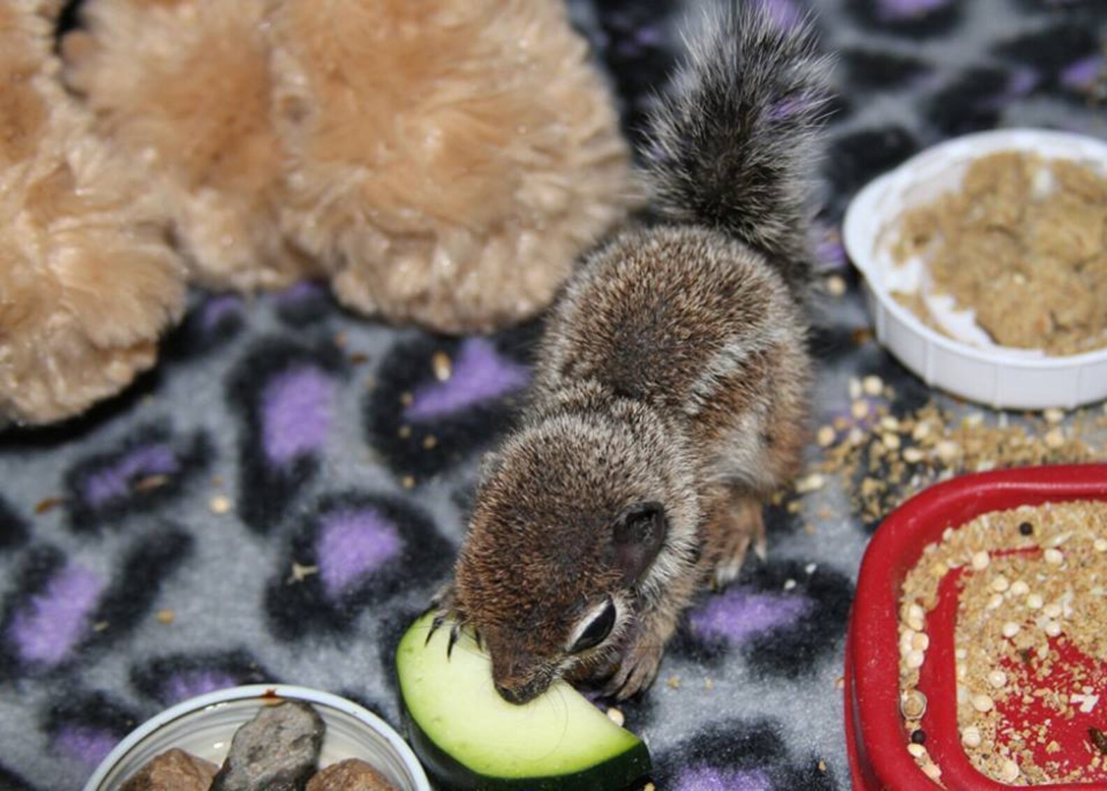 Tiny Squirrel Found On Doorstep Loves His New Warm Bed - The Dodo