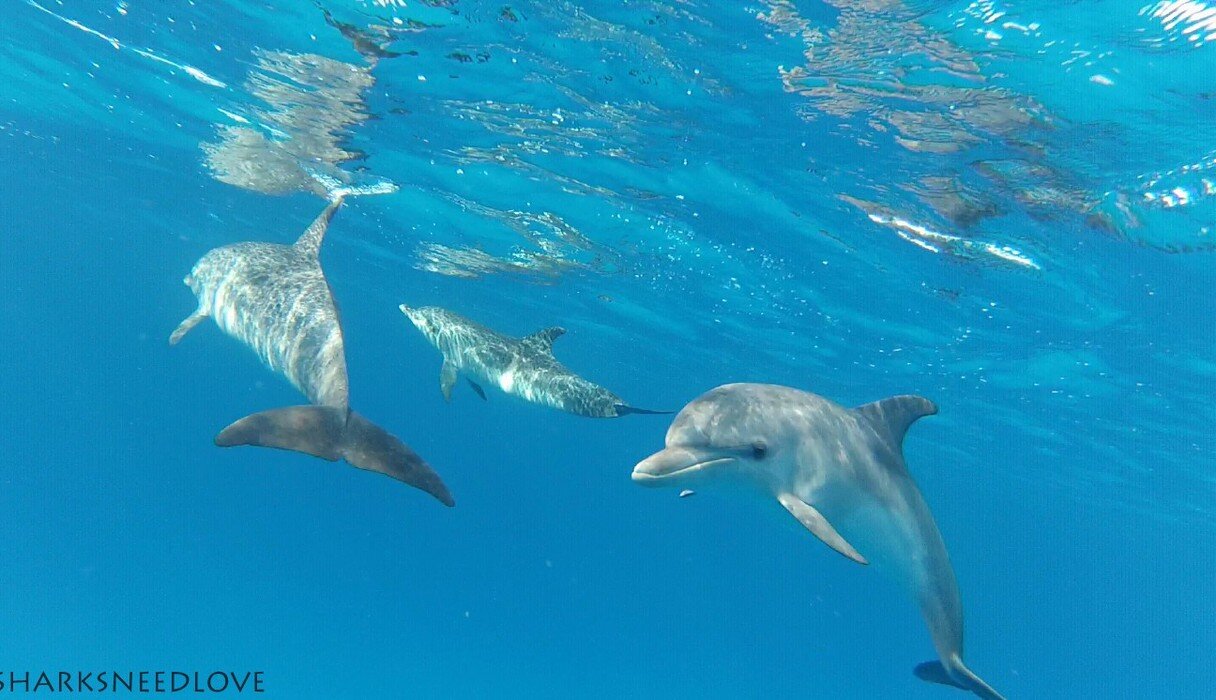 What It Really Means To Be Dolphin Friendly - The Dodo