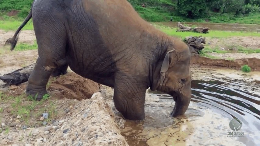 Elephant's Graceless Tumble Into A Pond Turns Out Brilliantly - The Dodo
