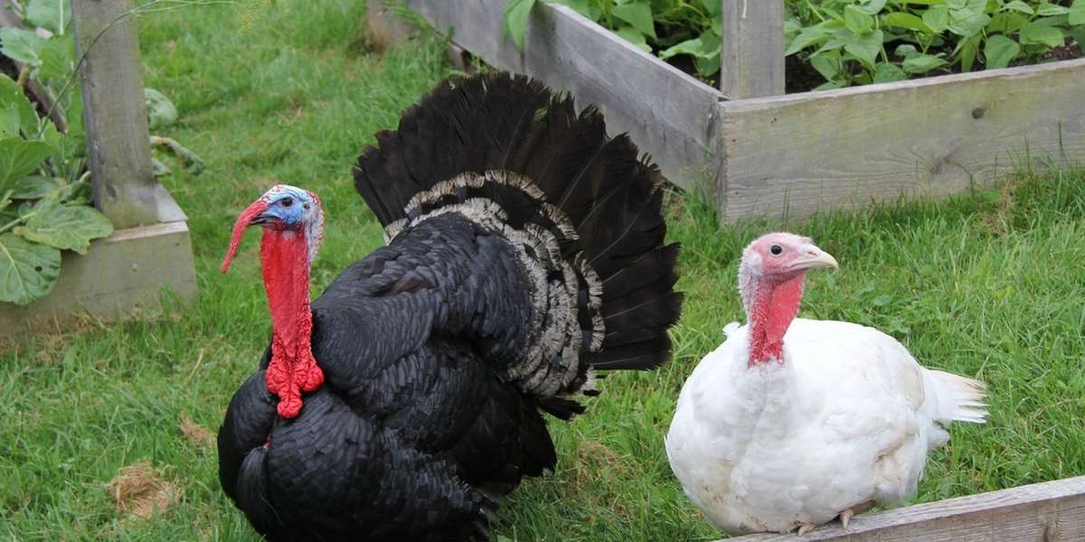 5 Reasons Not To Eat Turkey This Thanksgiving - The Dodo