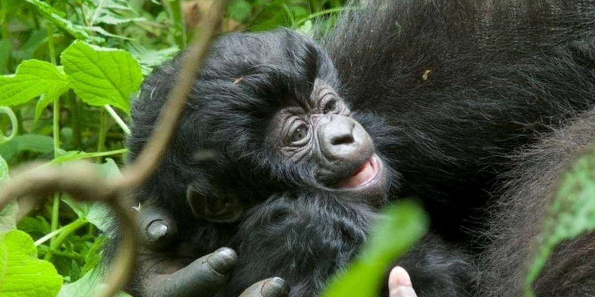 These 24 Gorilla Babies Are The Most Adorable Reasons To Celebrate ...