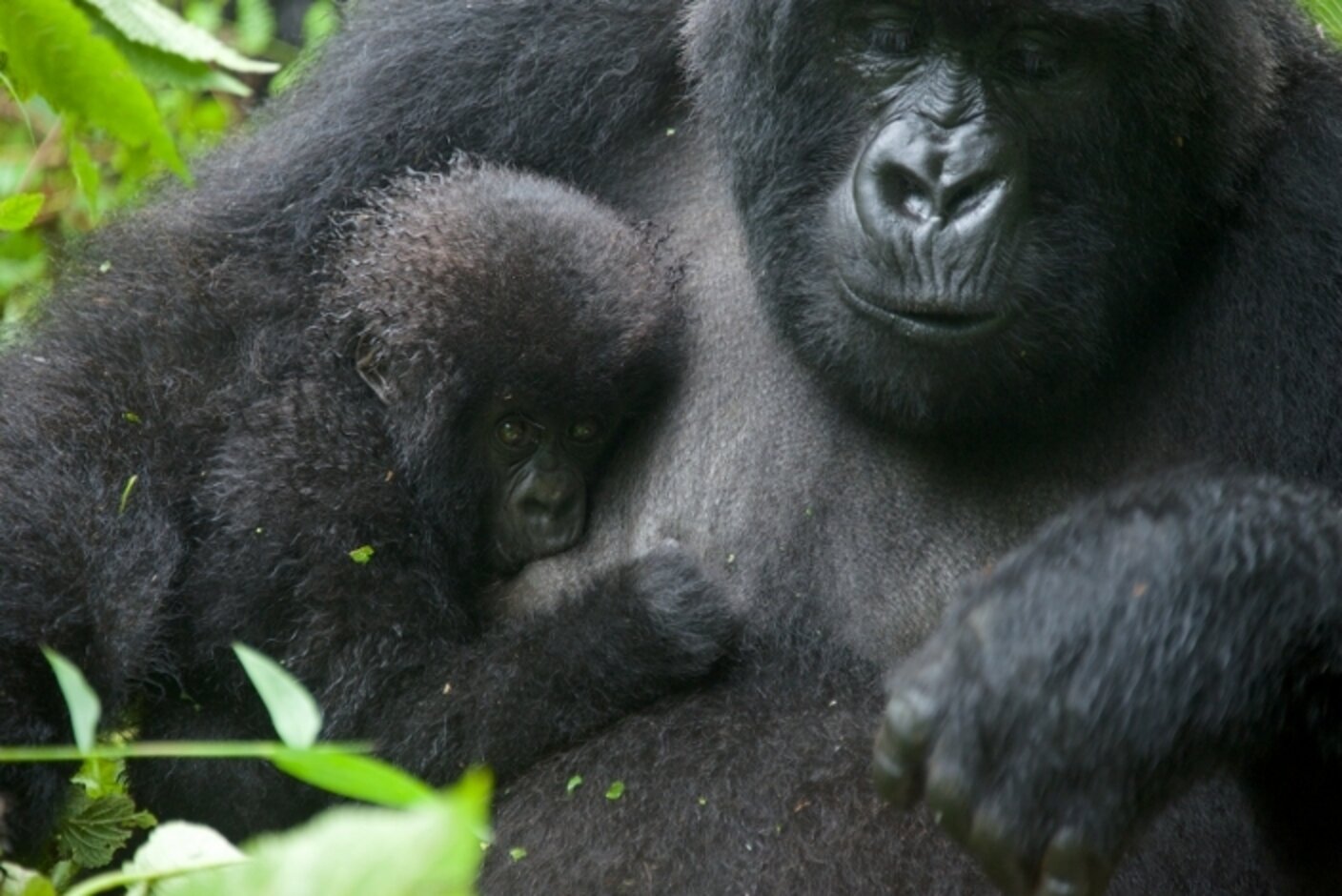 These 24 Gorilla Babies Are The Most Adorable Reasons To Celebrate ...
