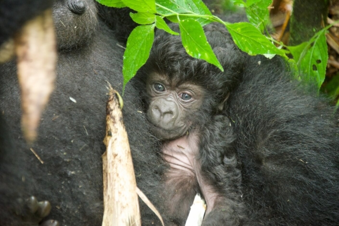 These 24 Gorilla Babies Are The Most Adorable Reasons To Celebrate ...
