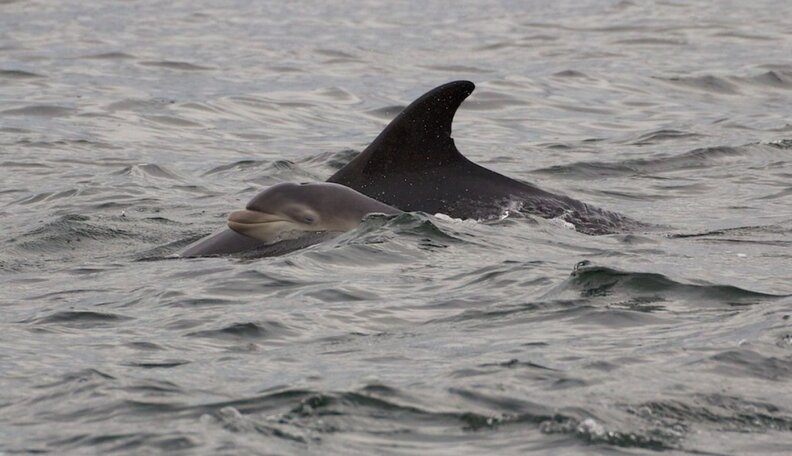 Wild Dolphin Plays 'Mom' To An Orphaned Calf Of A Different Species ...