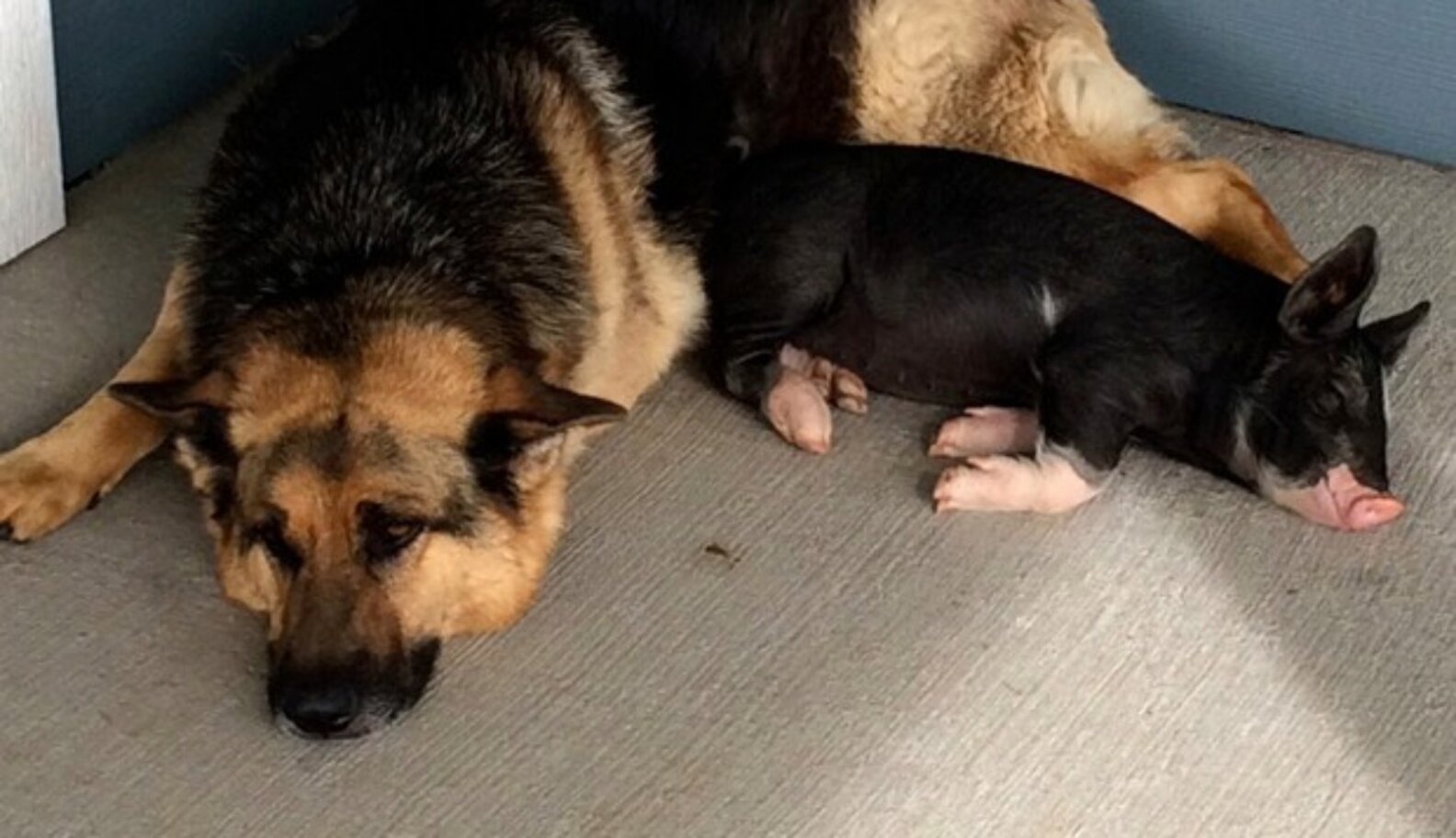 "Babe," But In Real Life: German Shepherd Adopts Runt Piglet As His Own ...
